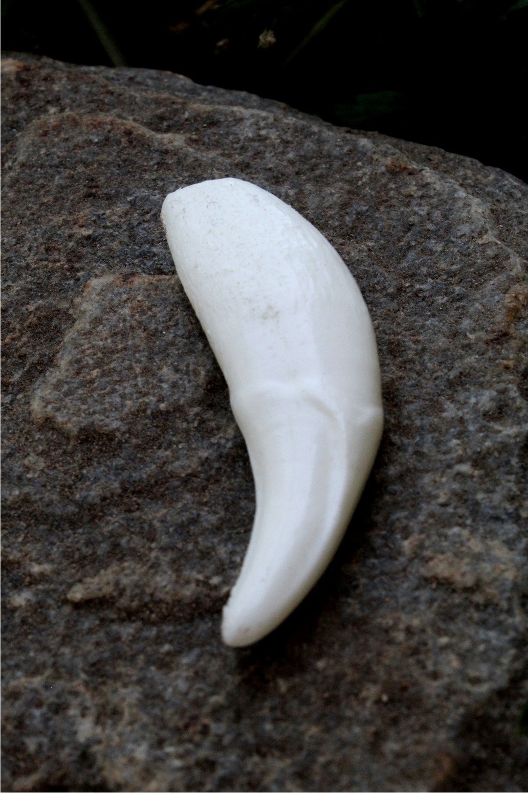 REPLICA WOLF FANG Museum Quality - Etsy