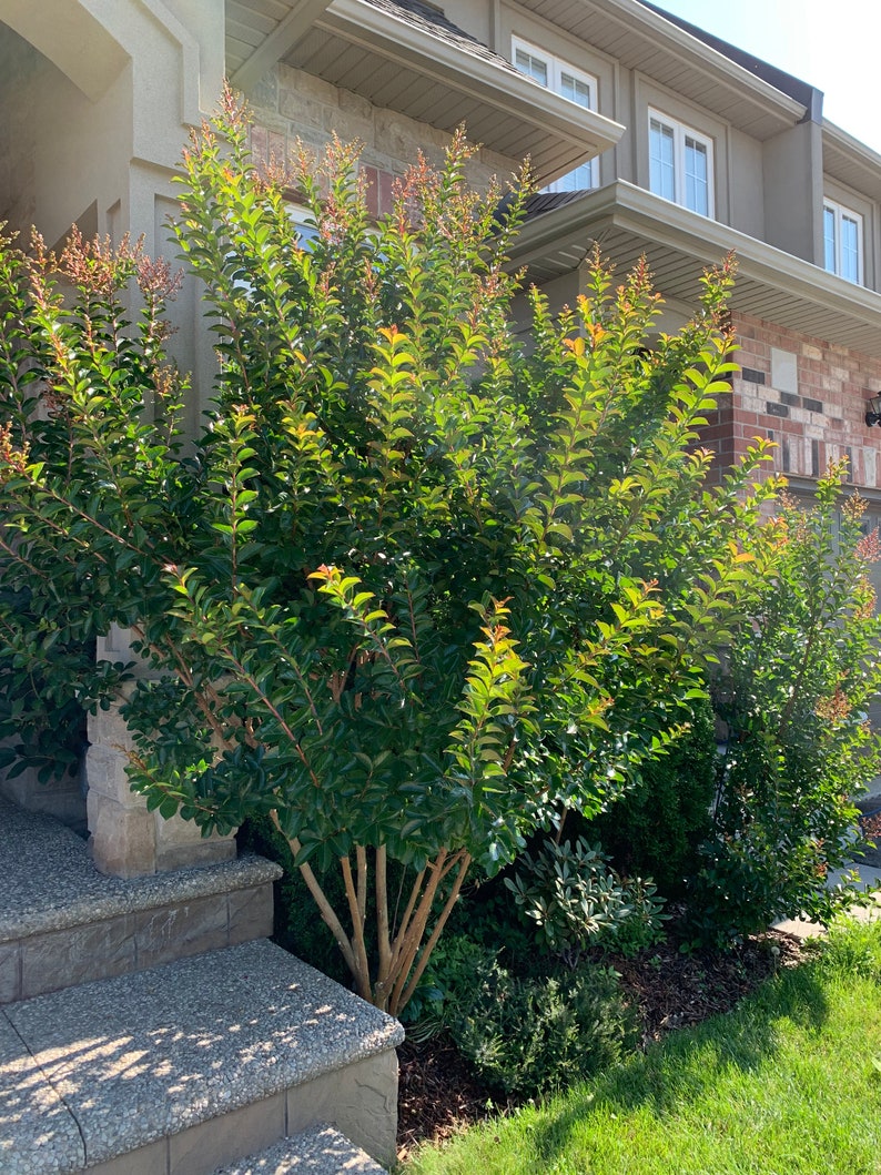 LIVE PLANTS Canadian-winter Hardy Crape Myrtle Plant lagerstroemia ...