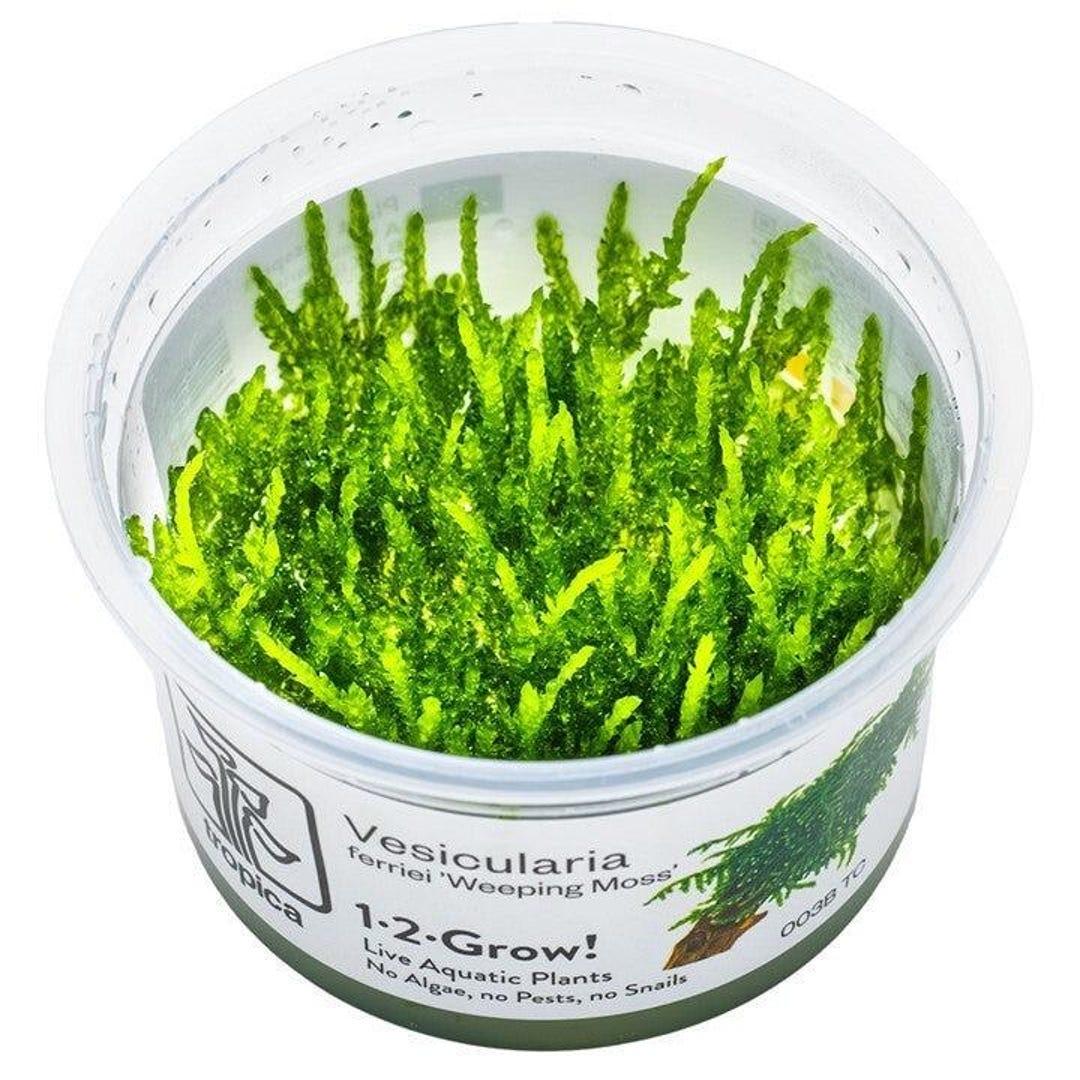 Tropica Vesicularia Ferriei 'weeping Moss' Garnelen Nano Aquarium In ...