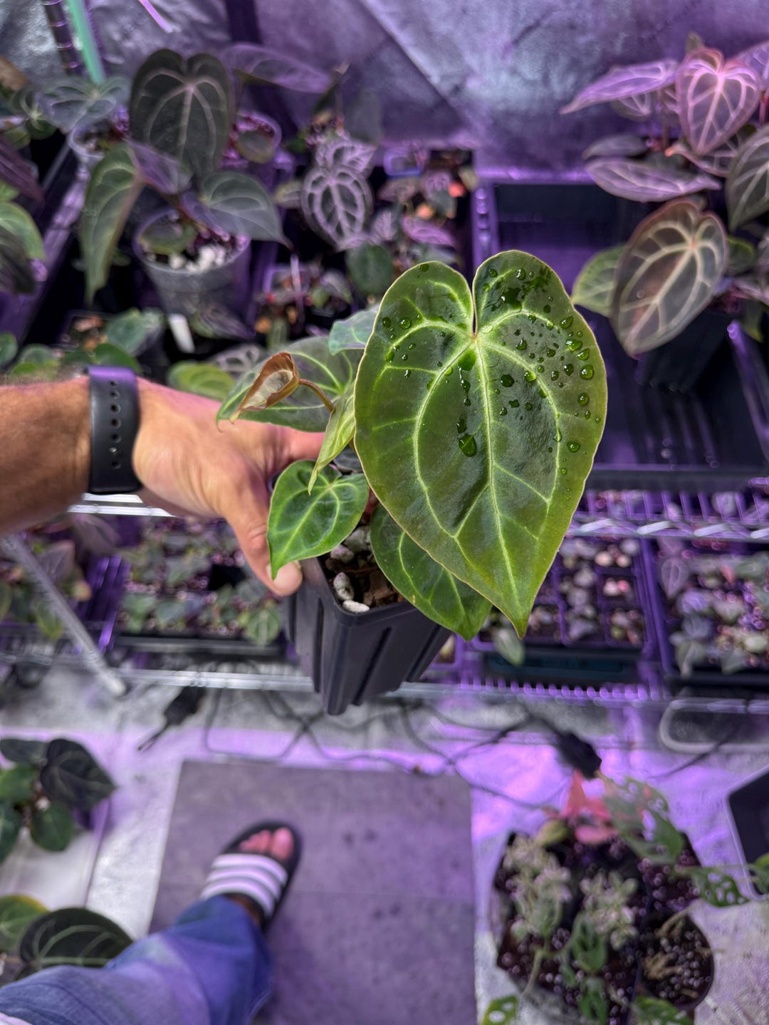 Doc Block Brielle X Zara)(donor) X Besseae Aff Dark Form (mother) #7 ...