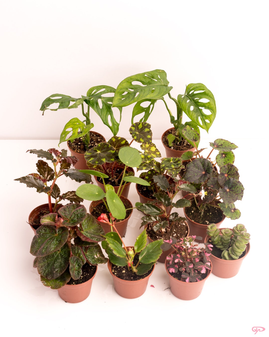 Mystery Starter Pack Get 2 Surprise Plants With Purchase - Etsy