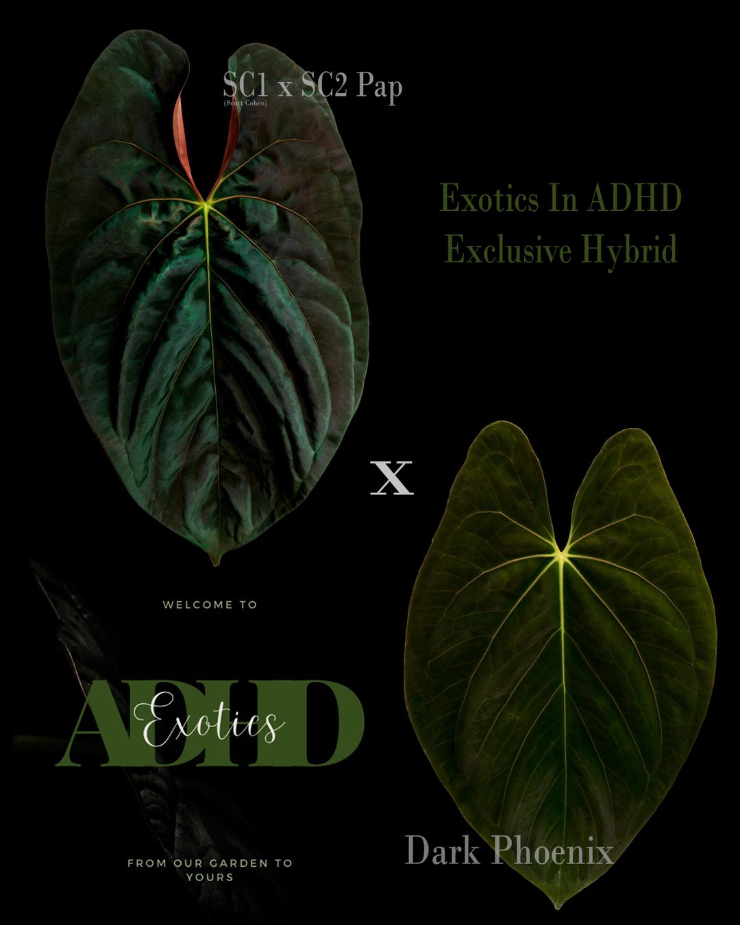 Anthurium SC1 X SC2 Papillilaminum X Dark Phoenix 4” Pots Matured ...