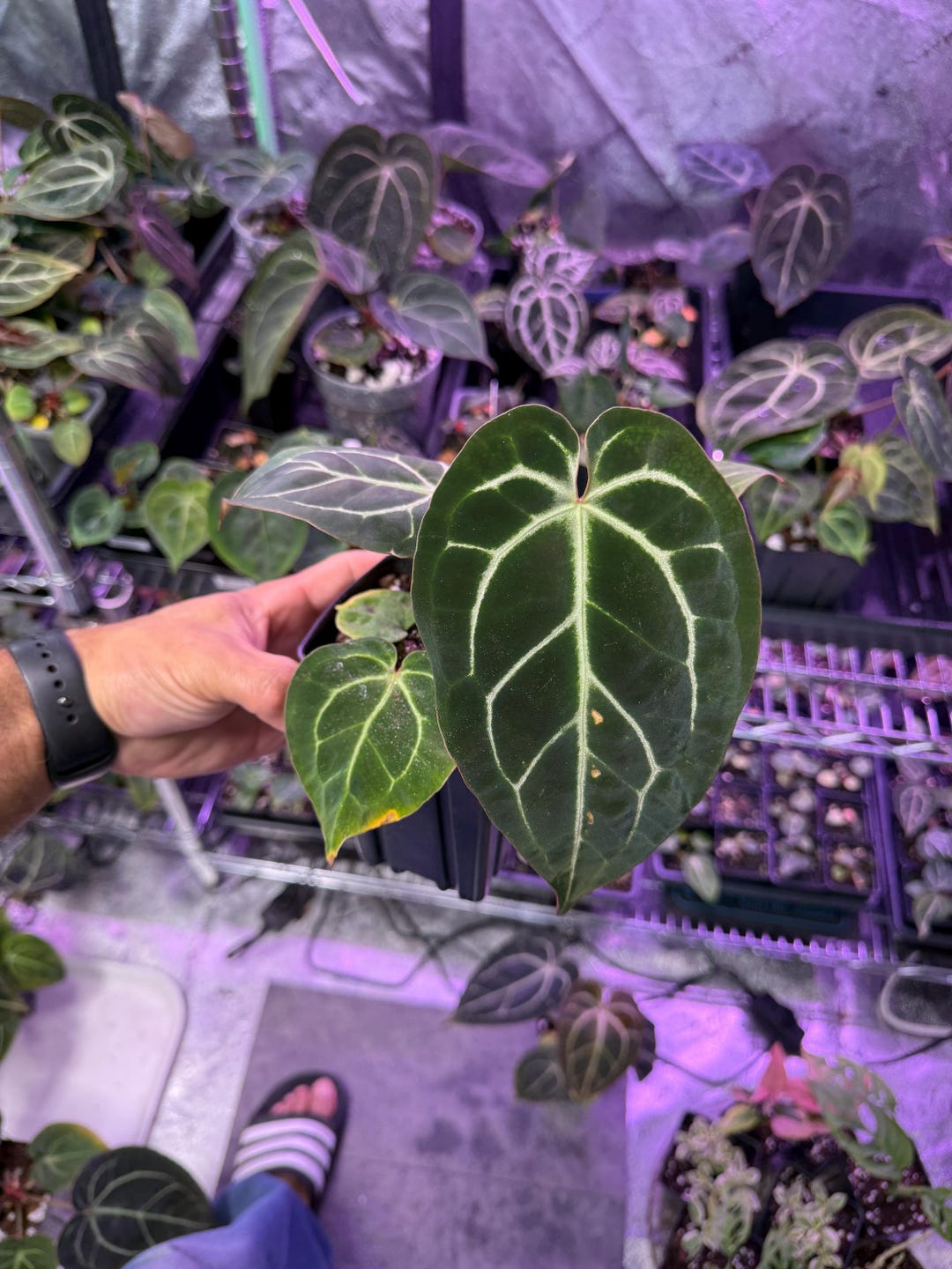 Doc Block Brielle X Zara)(donor) X Besseae Aff Dark Form (mother) #9 ...