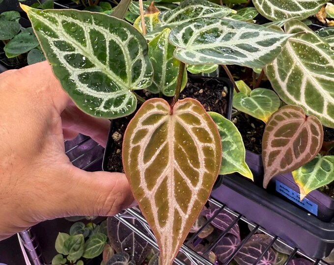 Anthurium Doc Block Brielle X Zara Self Seedling in 3” Pot GROWERS ...