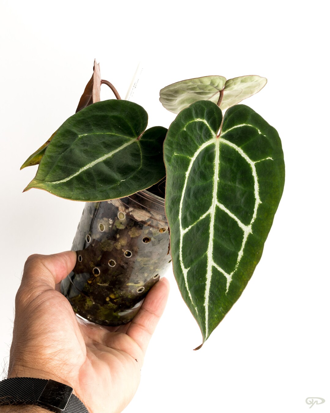 Anthurium Doc Block F2 X Magnificum Rare Aroid , Multiple Growth Points ...