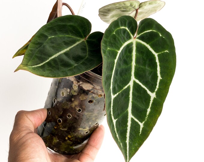 Anthurium Doc Block F2 X Magnificum Rare Aroid , Multiple Growth Points ...