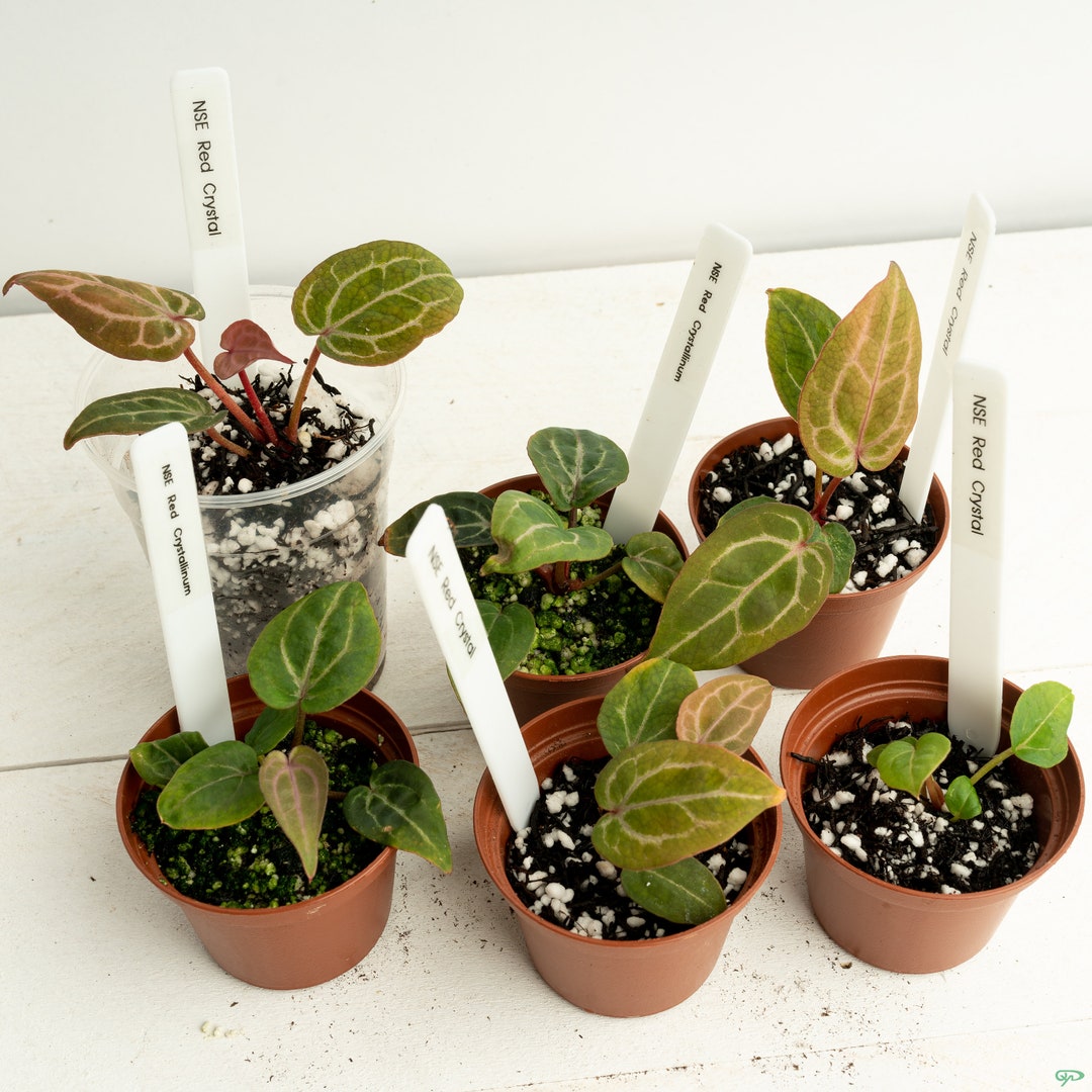Anthurium NSE Red Crystallinum Seedling Size, Offests of Our Mother ...
