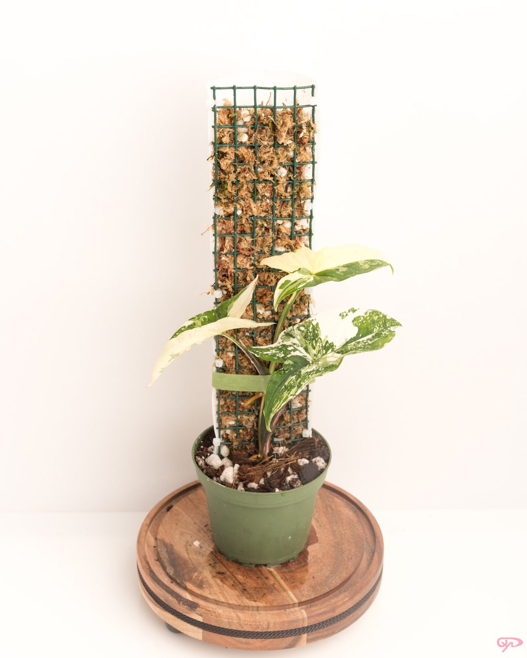 Variegated Syngonium Albo on a REAL Moss Pole High AAA - Etsy
