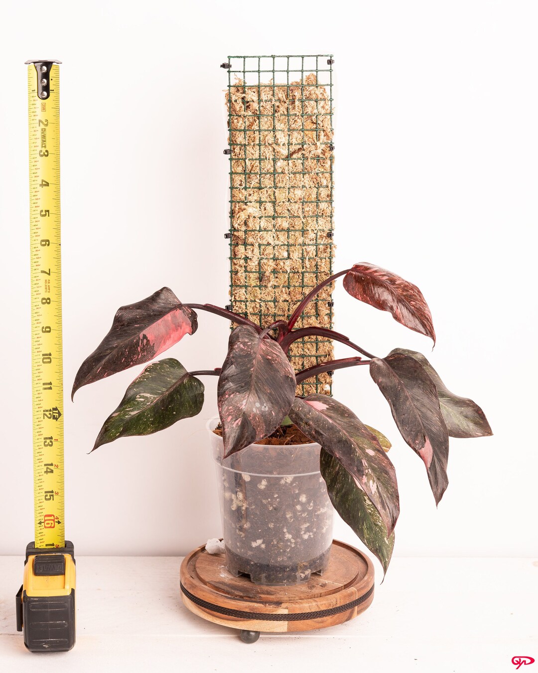 Philodendron Pink Princess Marble Quad Color , Beautiful Marble ...