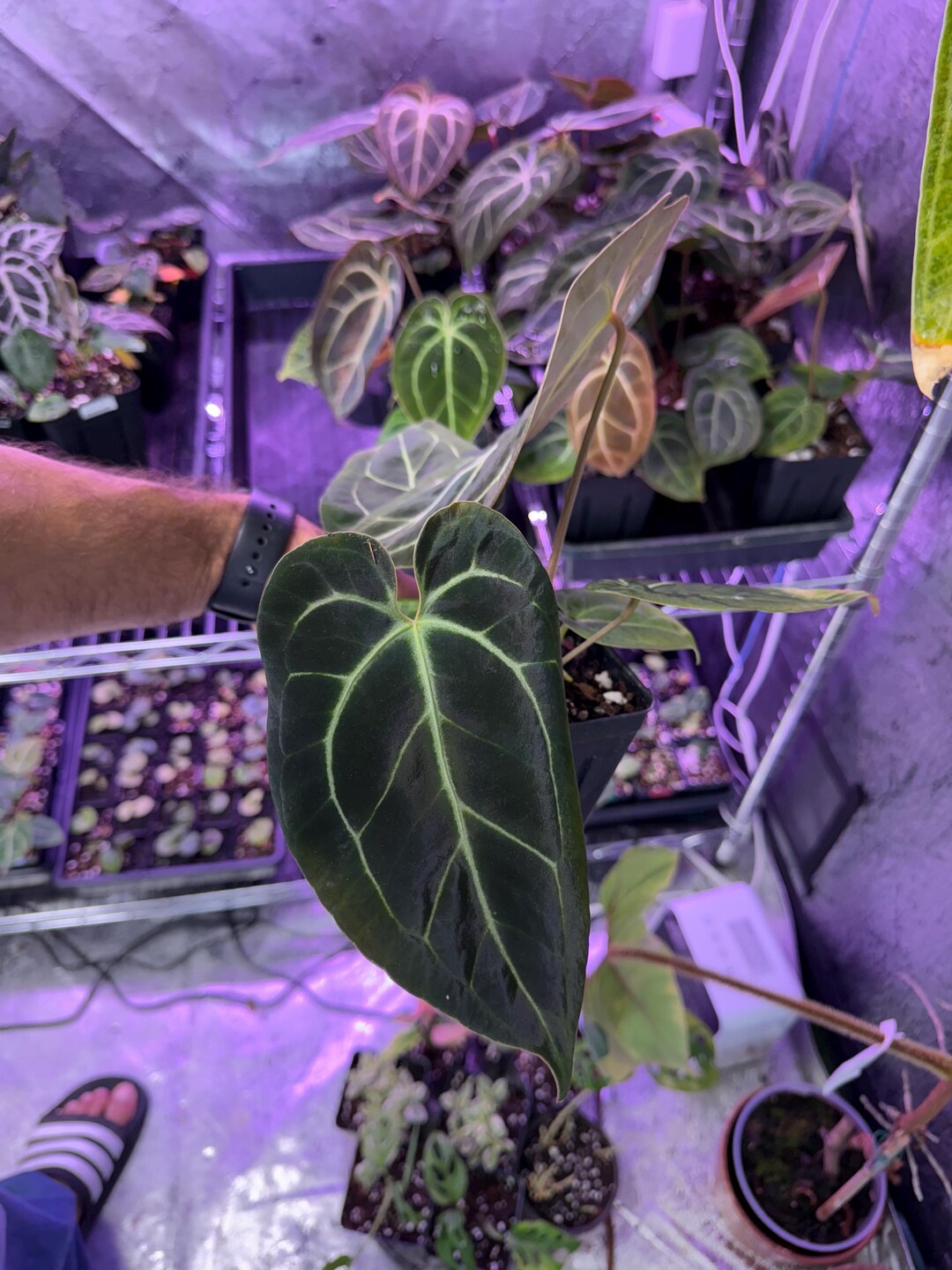 Doc Block Brielle X Zara)(donor) X Besseae Aff Dark Form (mother) #6 ...