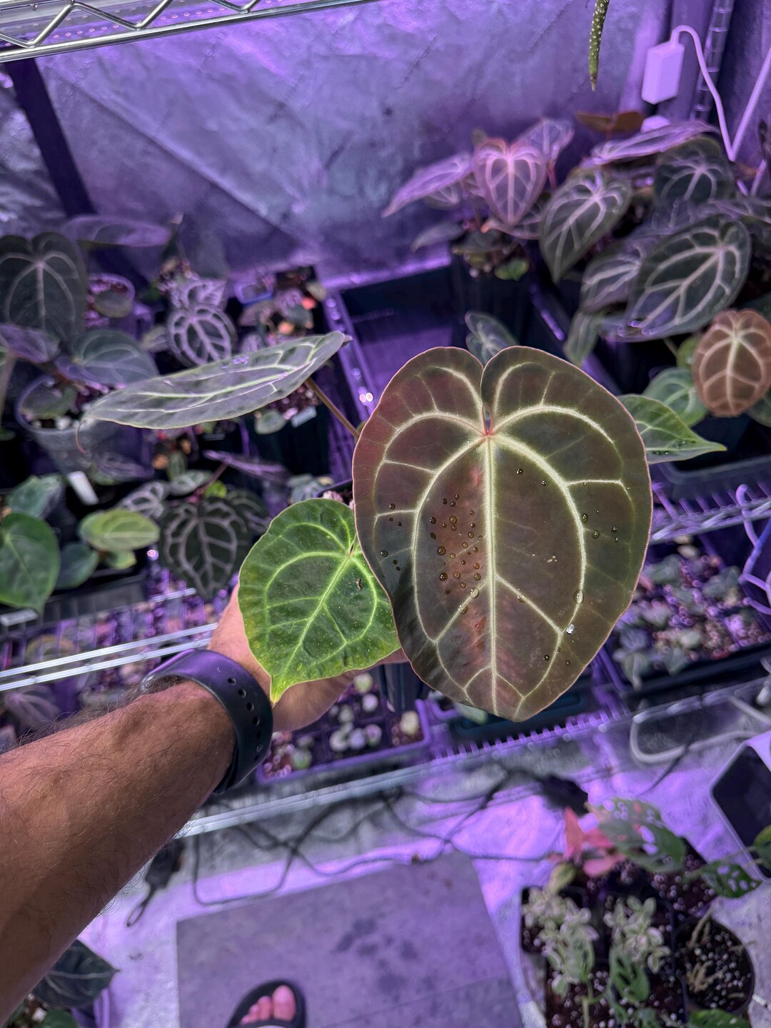 Doc Block Brielle X Zara)(donor) X Besseae Aff Dark Form (mother) #8 ...