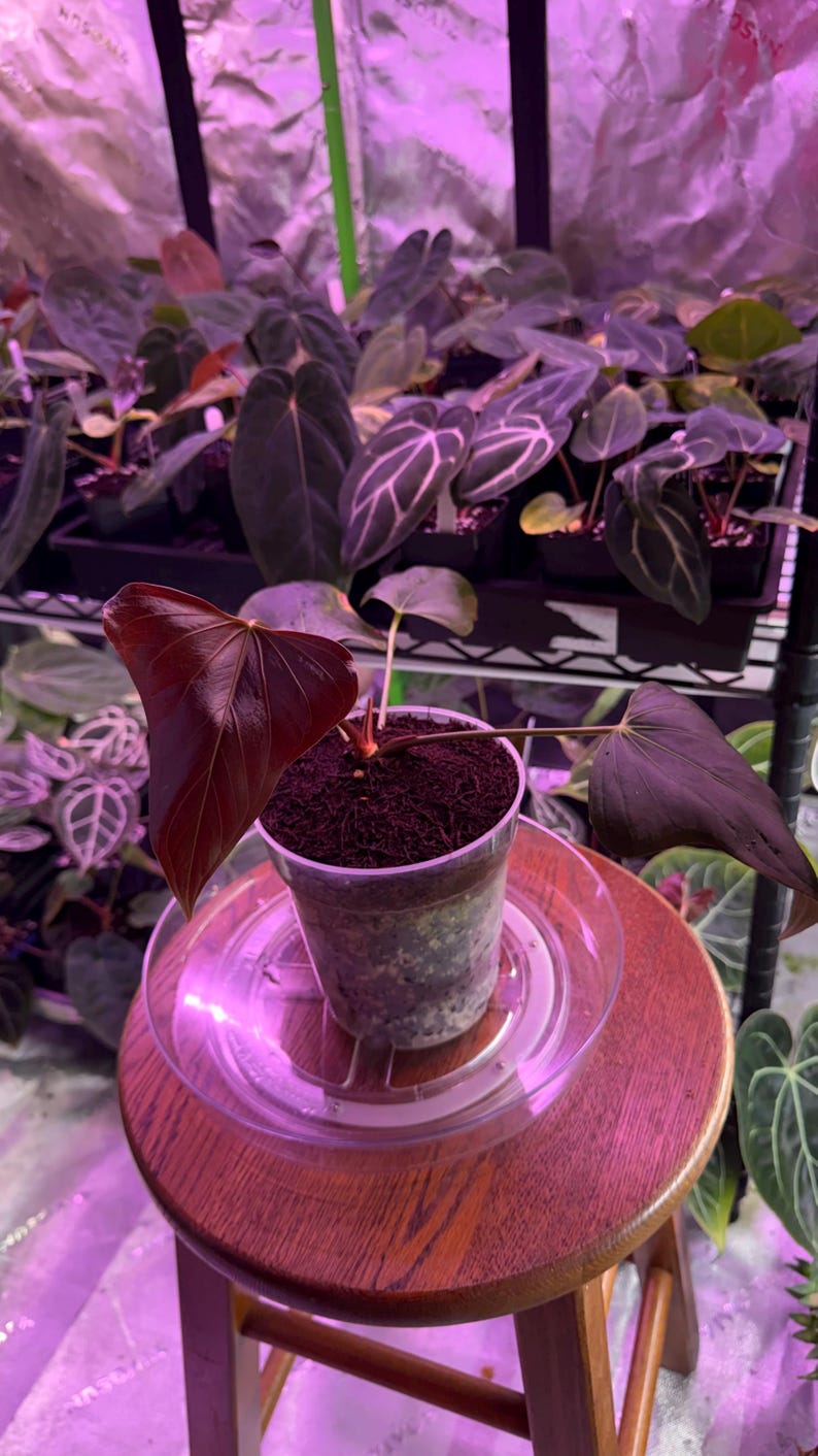 Anthurium Miss Universe Flat Sinus Clone, Exclusive Exoticsinadhd ...