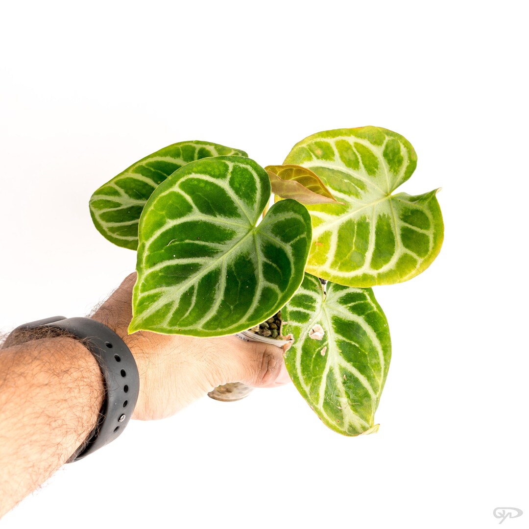 Anthurium Dorayaki Silver Clone in Cataphyll , 3 Pot Perfect Gift for ...