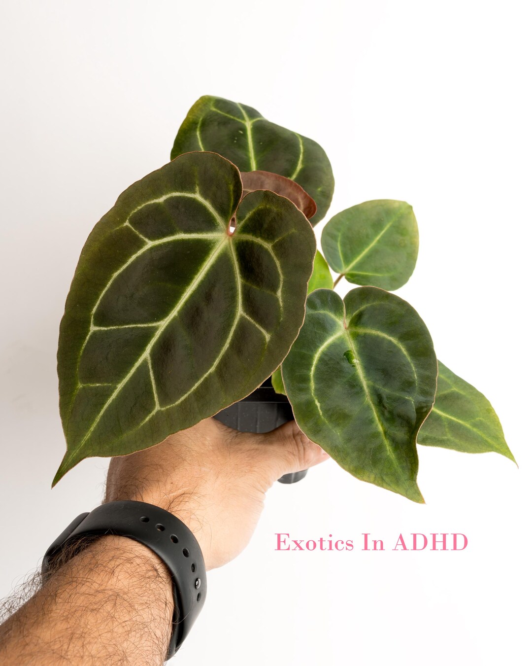 Doc Block Brielle X Zara)(donor) X Besseae Aff Dark Form (mother ...