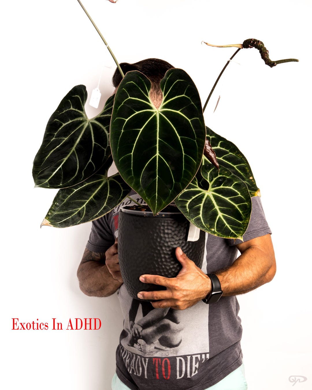 Anthurium Besseae Aff Self 1st Batch Larger Seedlings! Growers Choice ...