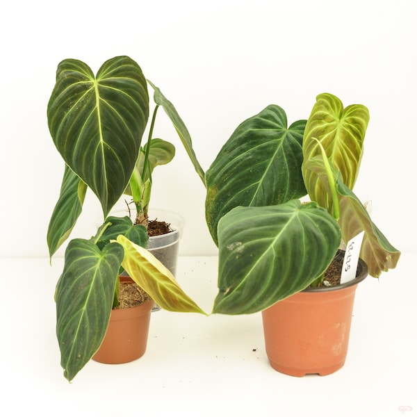 Splendid Philo - Etsy