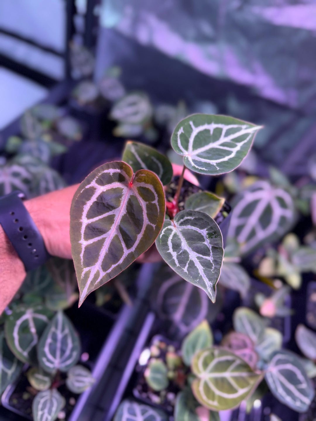 Anthurium Doc Block Michelle Select X D.b. DB Brielle X Zara, #8, Exact ...