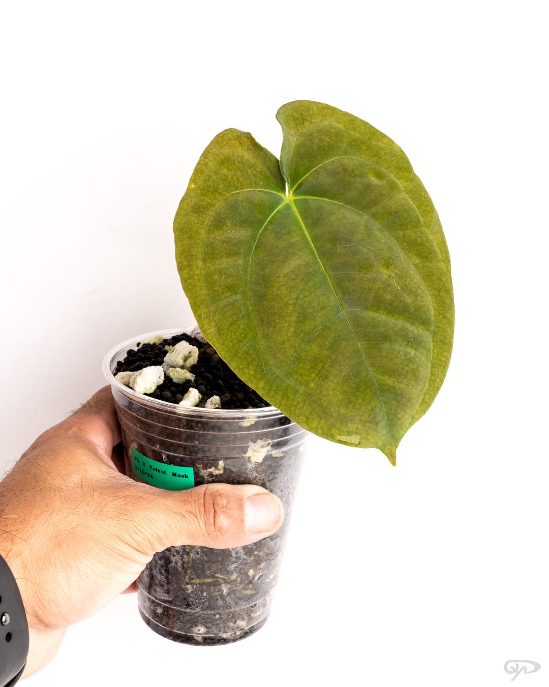 Fort Sherman X Velvet Mask Clone From Our Mother Plant Very Unique ADD ...