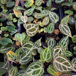 Anthurium Doc Block Brielle X Zara Self Seedling in 3” Pot GROWERS ...