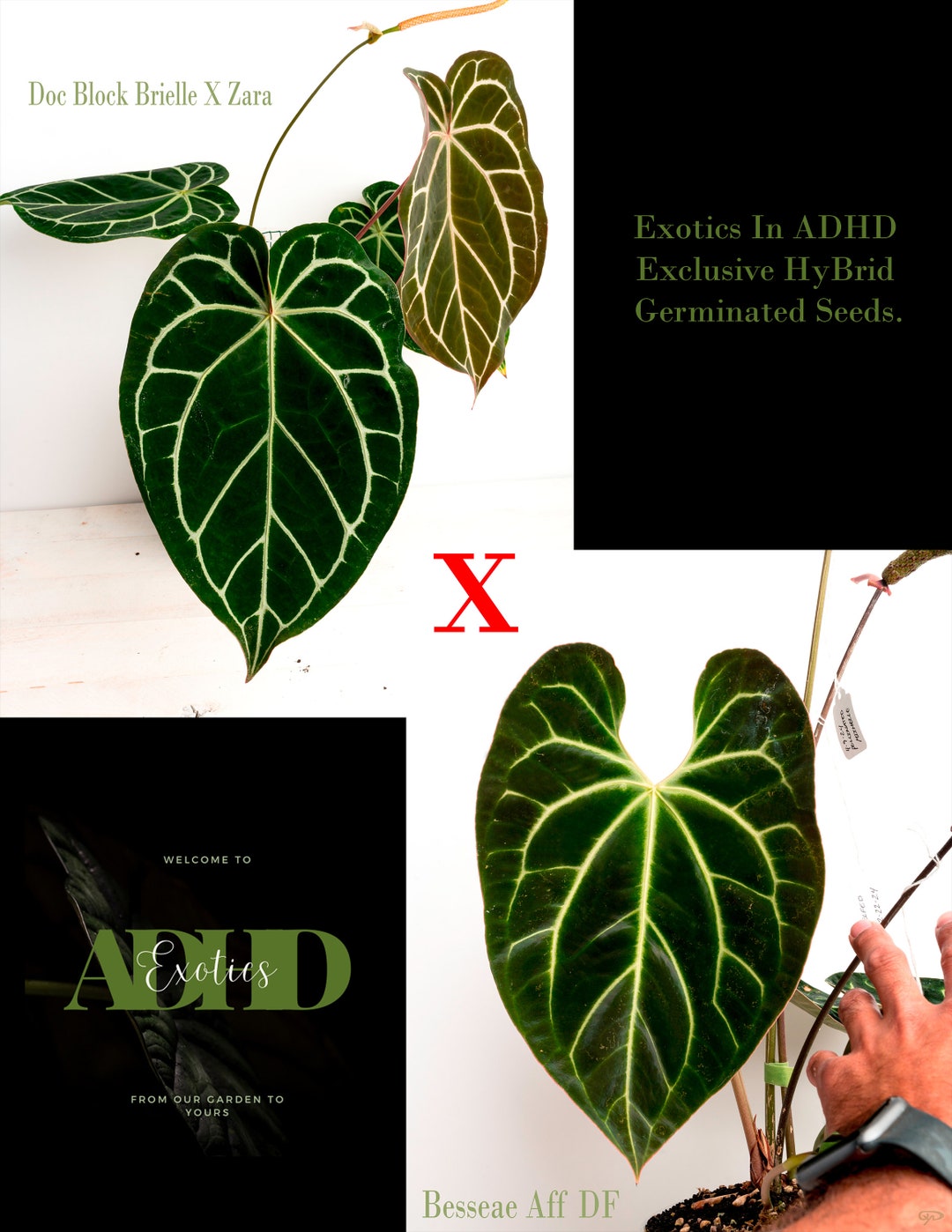 Doc Block Brielle X Zaradonor X Besseae Aff Dark Form mother 1-2 Leaf ...