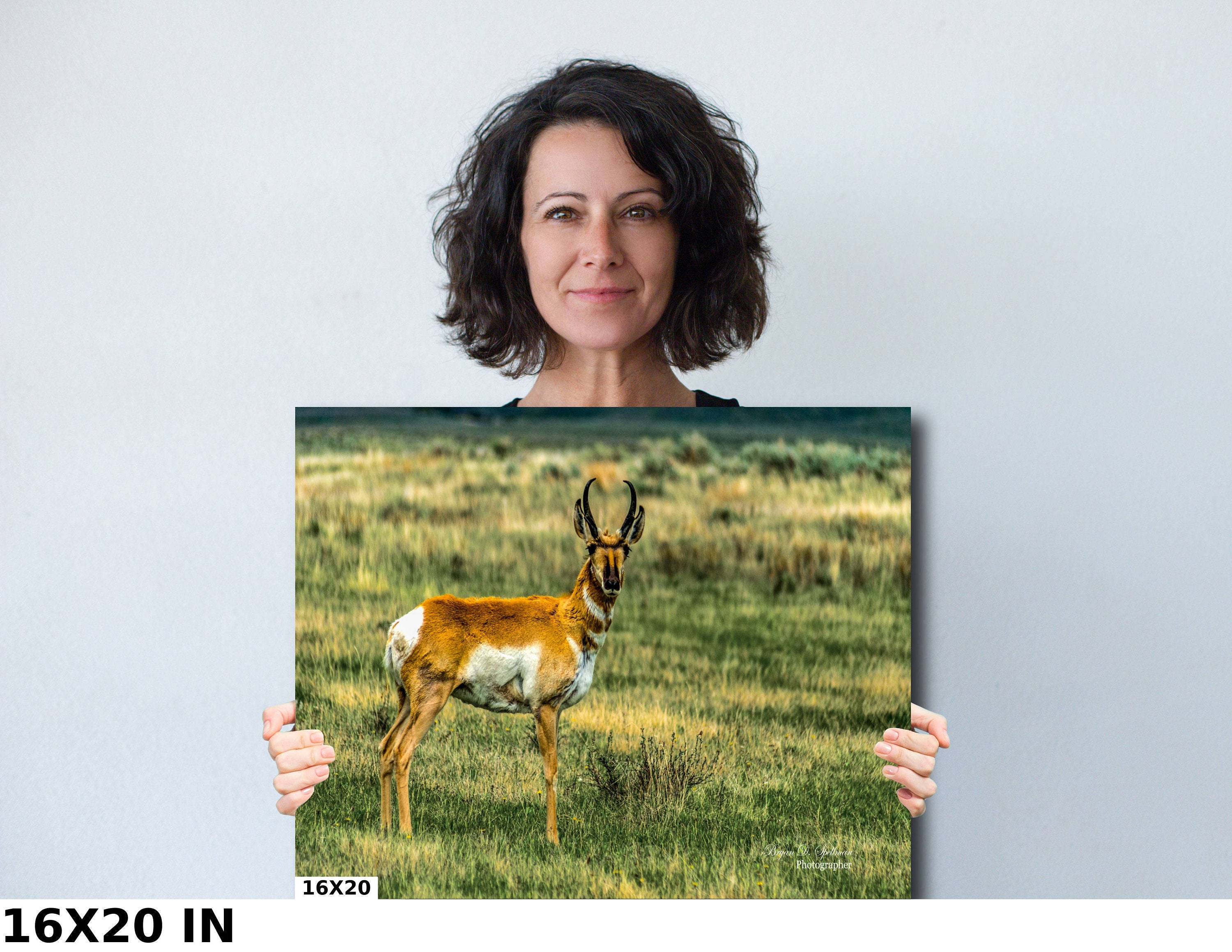 Antelope, Montana Wildlife Landscape, Pronghorn Photo Print, Montana ...