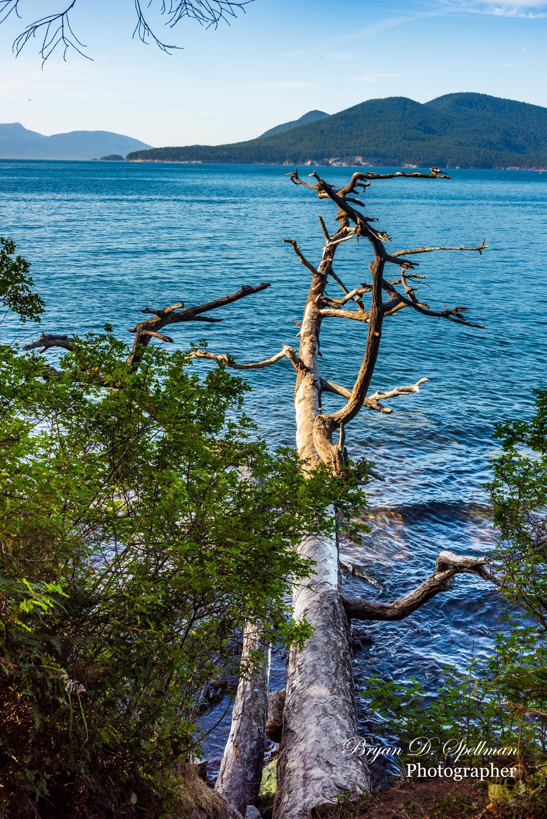 Rosario Strait Tree Snag Over Deep Blue Water - Anacortes, WA Coastal ...