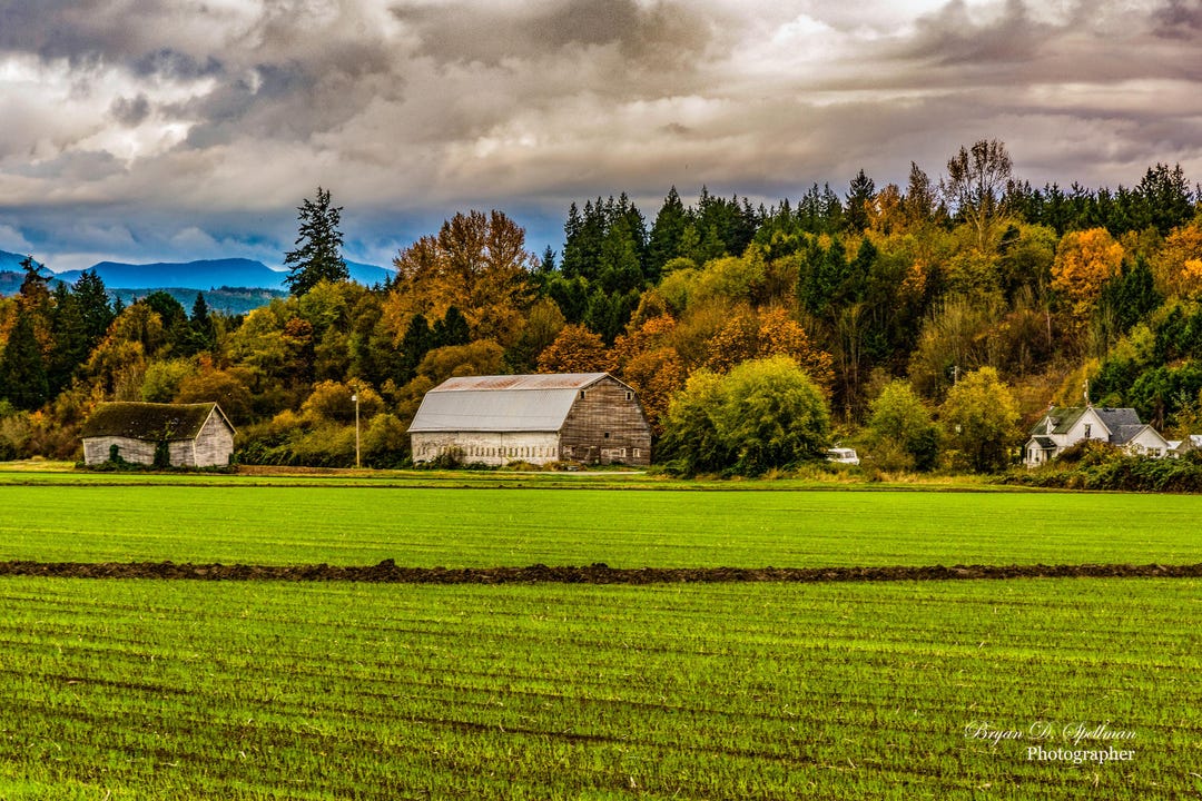 Rustic Farm Landscape in Skagit County - Autumn Barn Scene Wall Art ...
