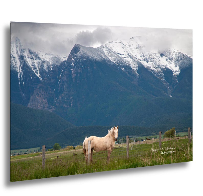 American Cream Draft Horse Wall Art – Mission Mountains Montana ...