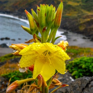 Evening Primrose, Sisters Rocks State Park, Oregon Beach Photography ...