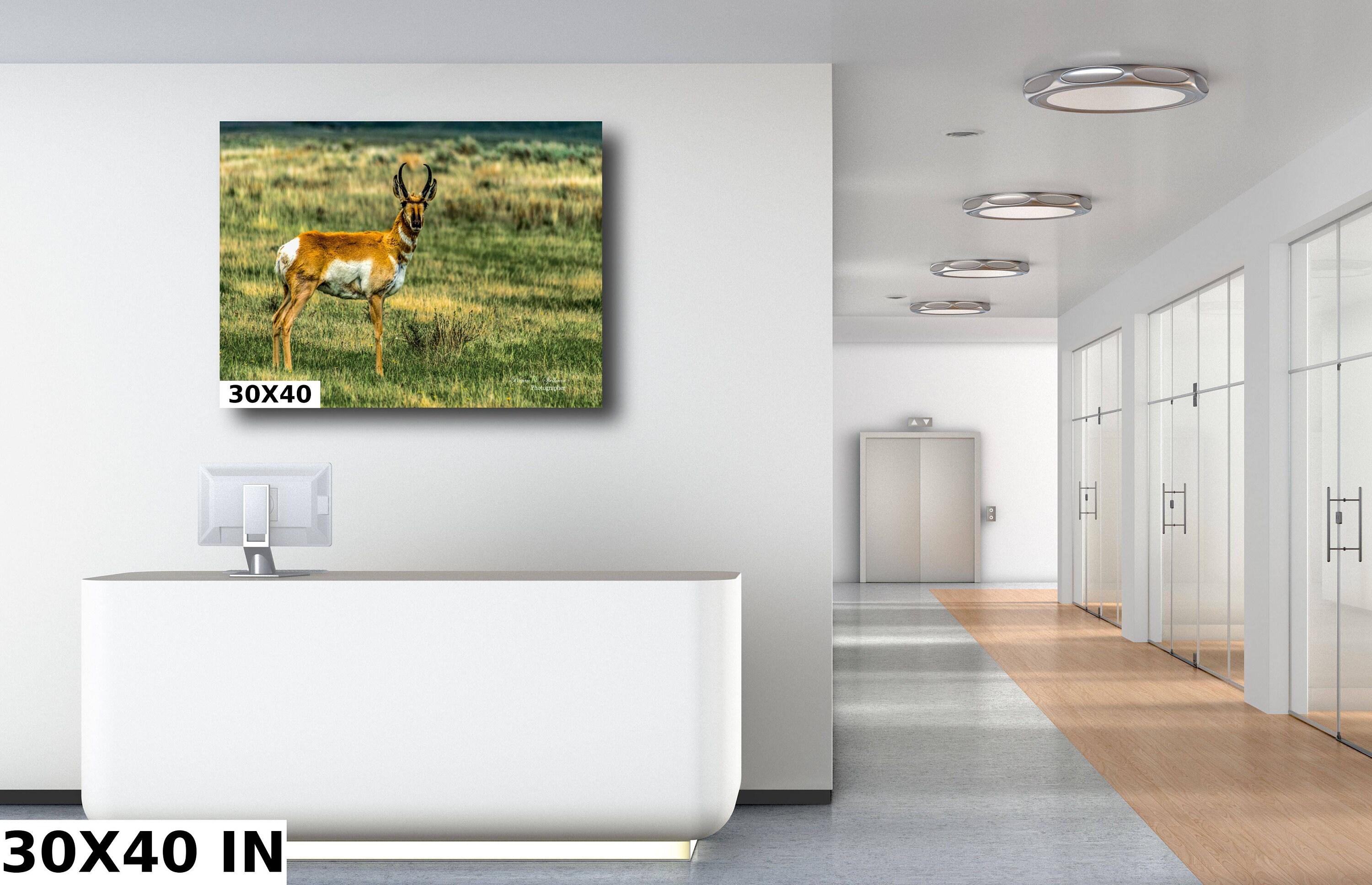 Antelope, Montana Wildlife Landscape, Pronghorn Photo Print, Montana ...