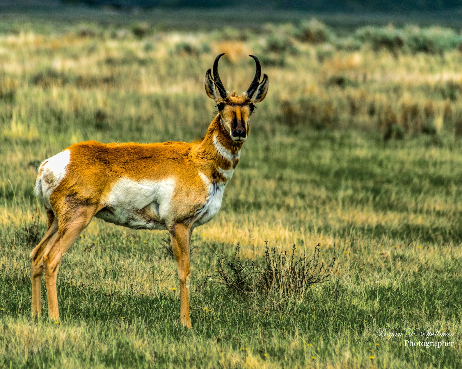 Antelope, Montana Wildlife Landscape, Pronghorn Photo Print, Montana ...