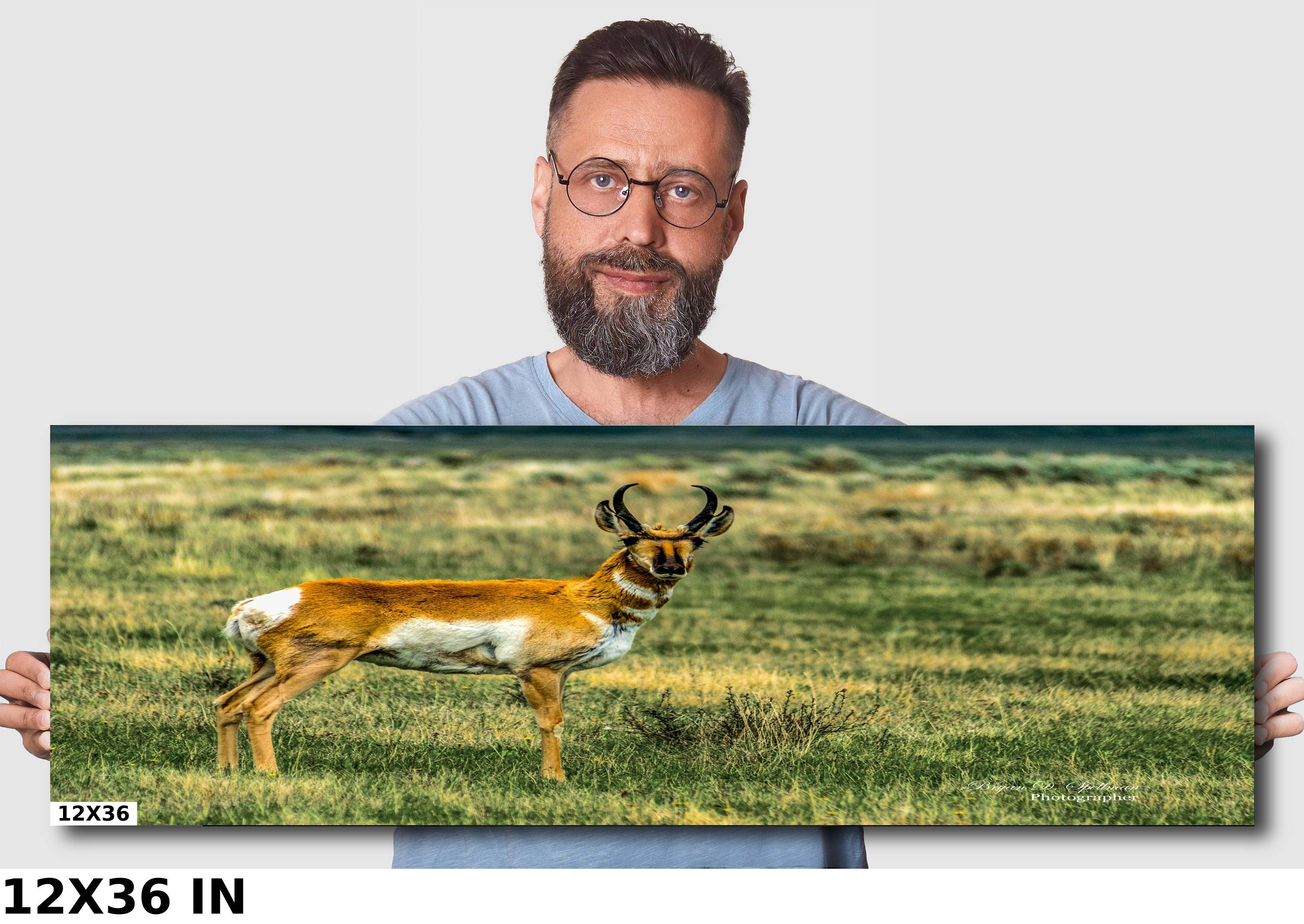 Antelope, Montana Wildlife Landscape, Pronghorn Photo Print, Montana ...