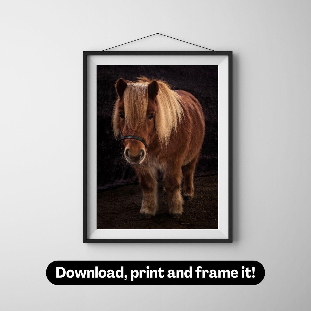 Shetland Pony Portrait | Photography Wall Art | Printable Digital ...