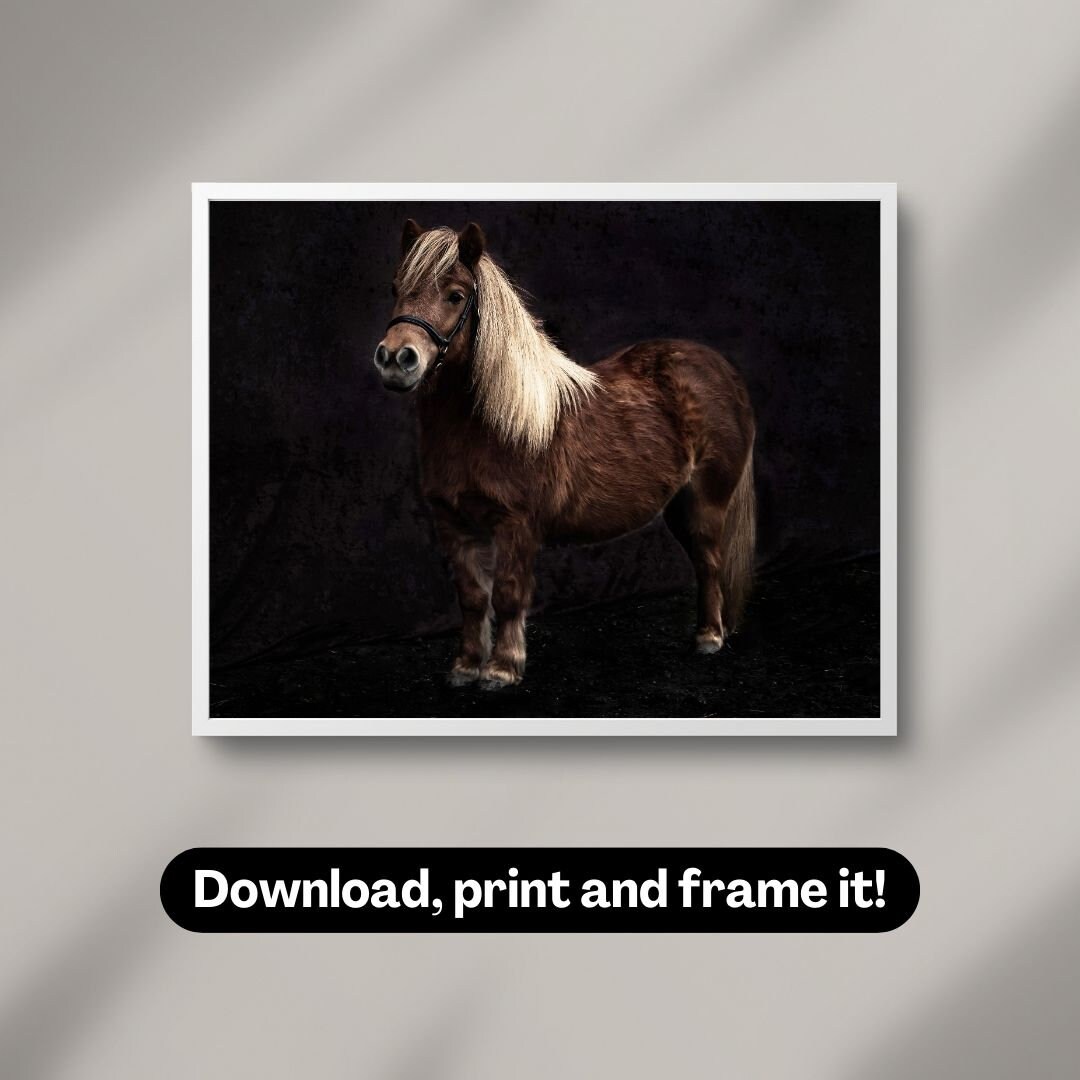 Shetland Pony Portrait | Photography Wall Art | Printable Digital ...