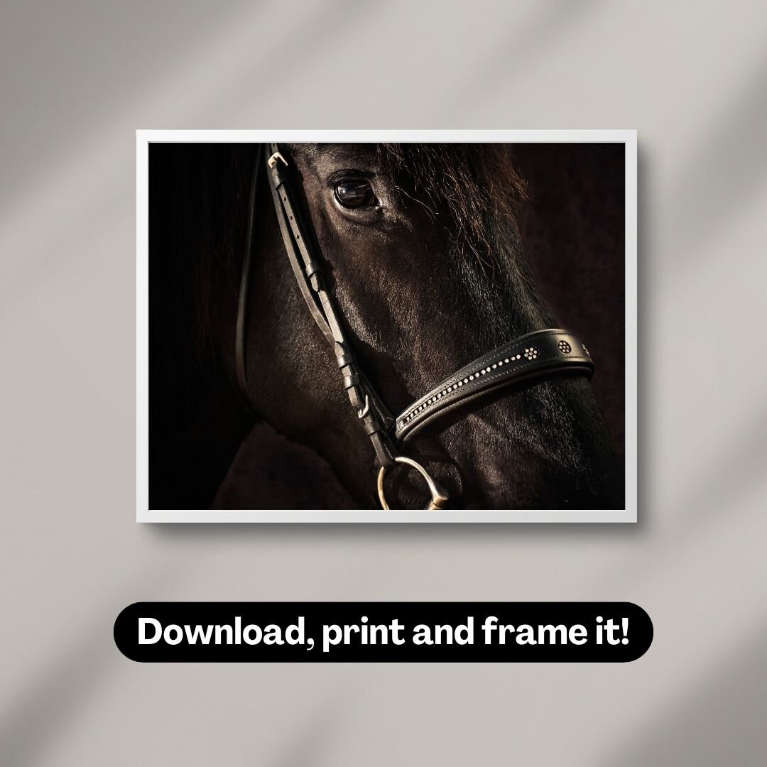 Friesian Horse Portrait | Photography Wall Art | Printable Digital ...
