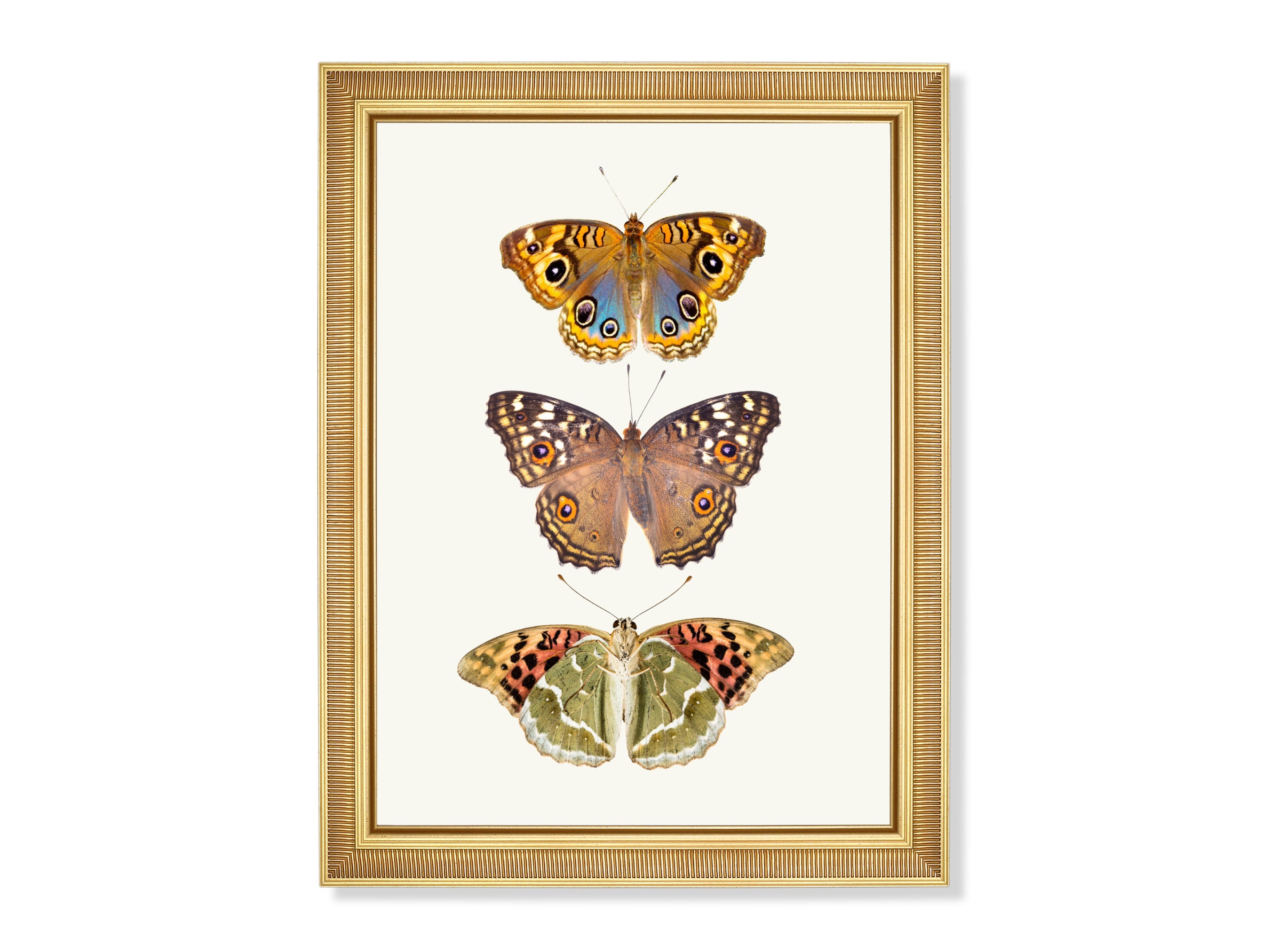 Butterfly Wall Art, Butterfly Print, Butterfly Art, Butterfly Art Print ...