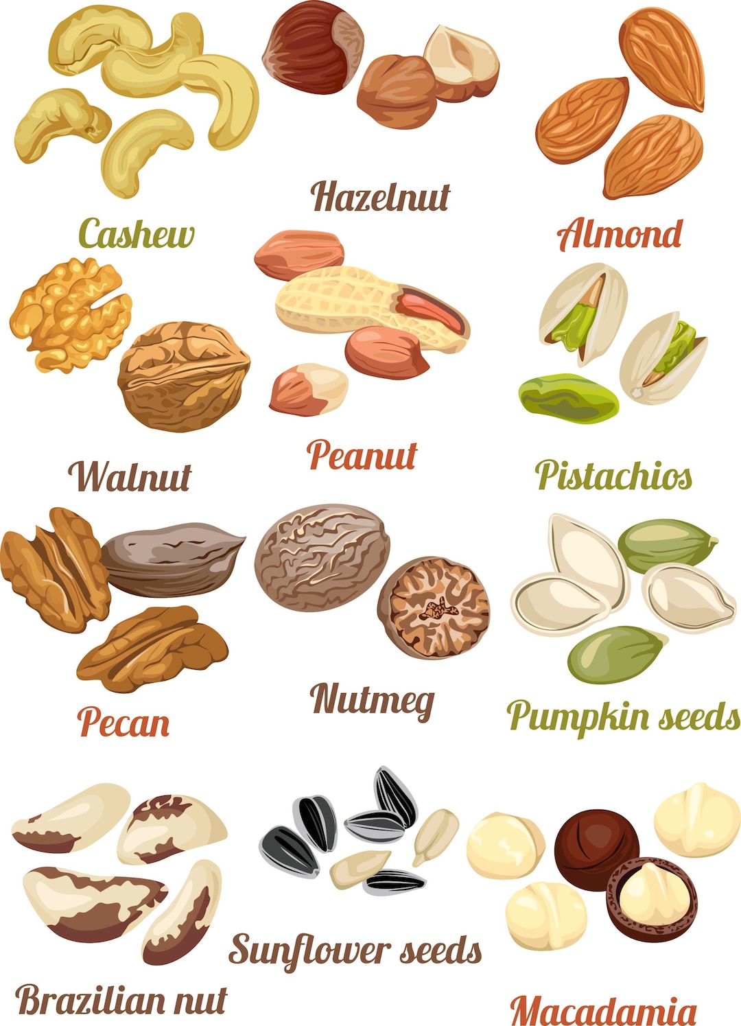 Nuts SVG Clipart Single Pages Printable Digital Sublimation Sticker ...