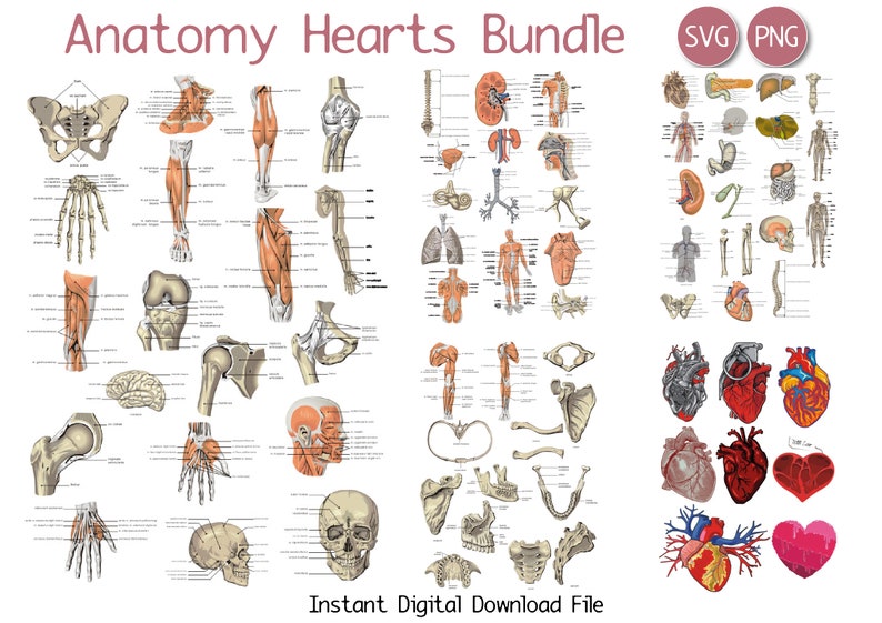 66 Svg Png Anatomy Bundle Vector Digital Clipart File Sublimation ...
