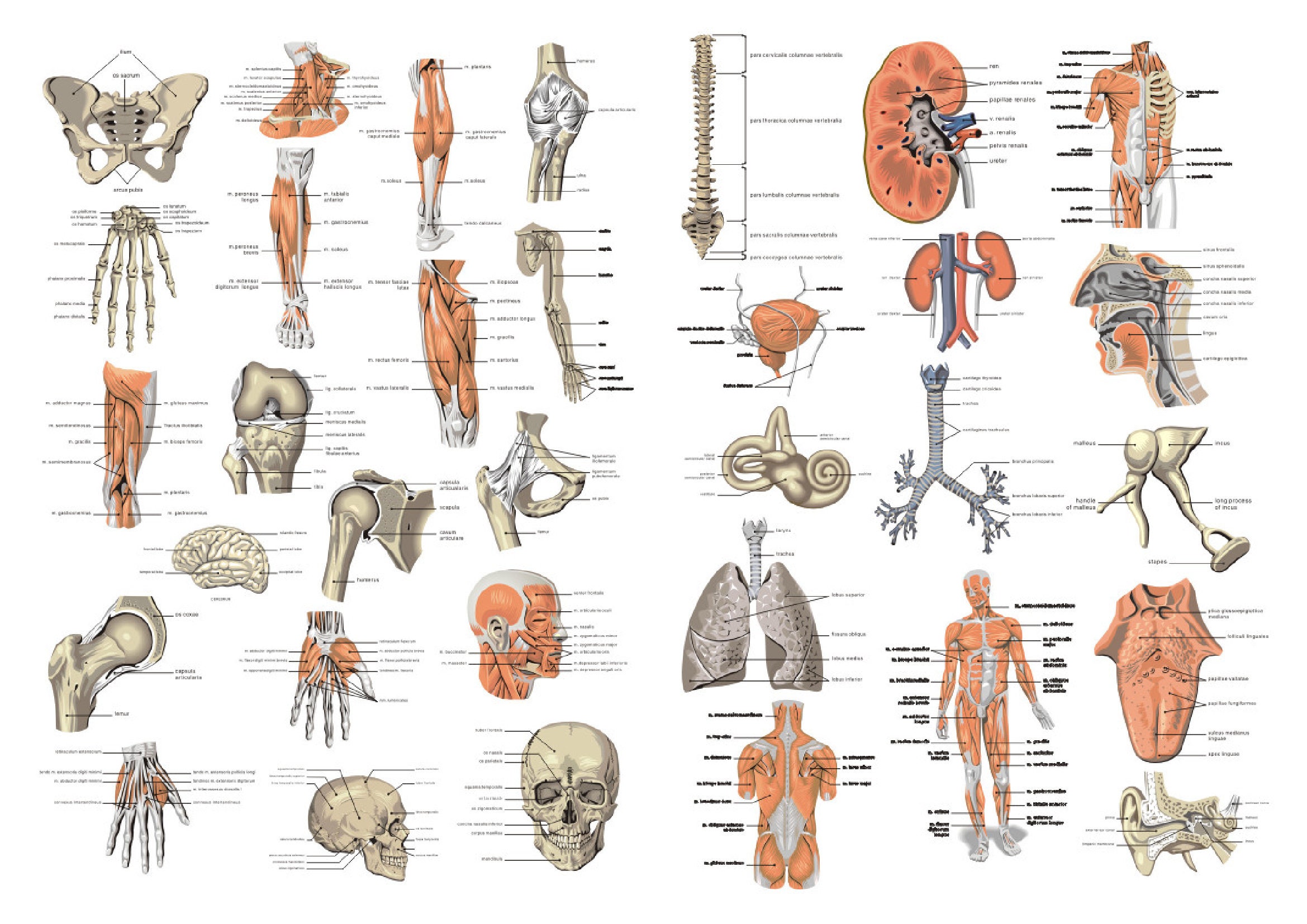 66 Svg Png Anatomy Bundle Vector Digital Clipart File Sublimation ...