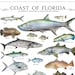 24x36 Coast of Florida Common Inshore & Nearshore Fishes Poster ...
