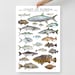 24x36 Coast of Florida Common Inshore & Nearshore Fishes Poster ...