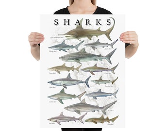 Shark Species Id Chart - Etsy
