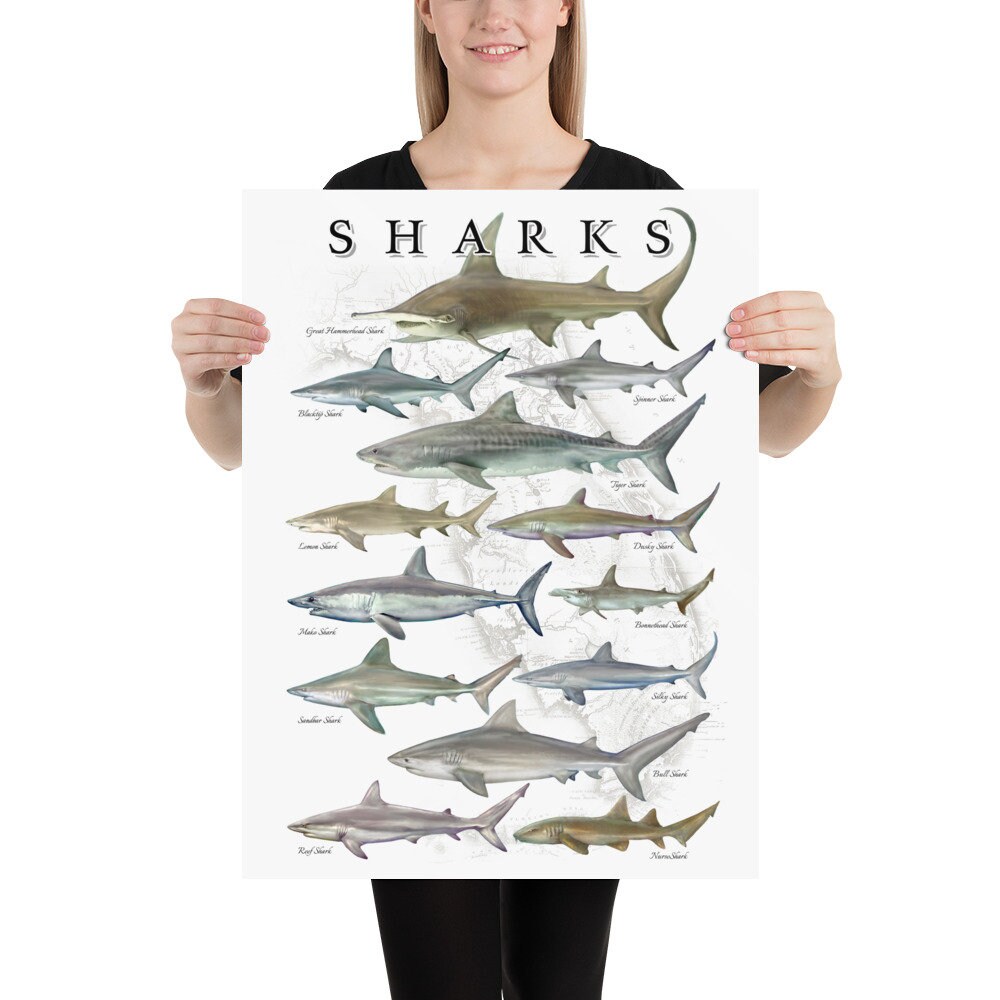 Shark Poster Ideas