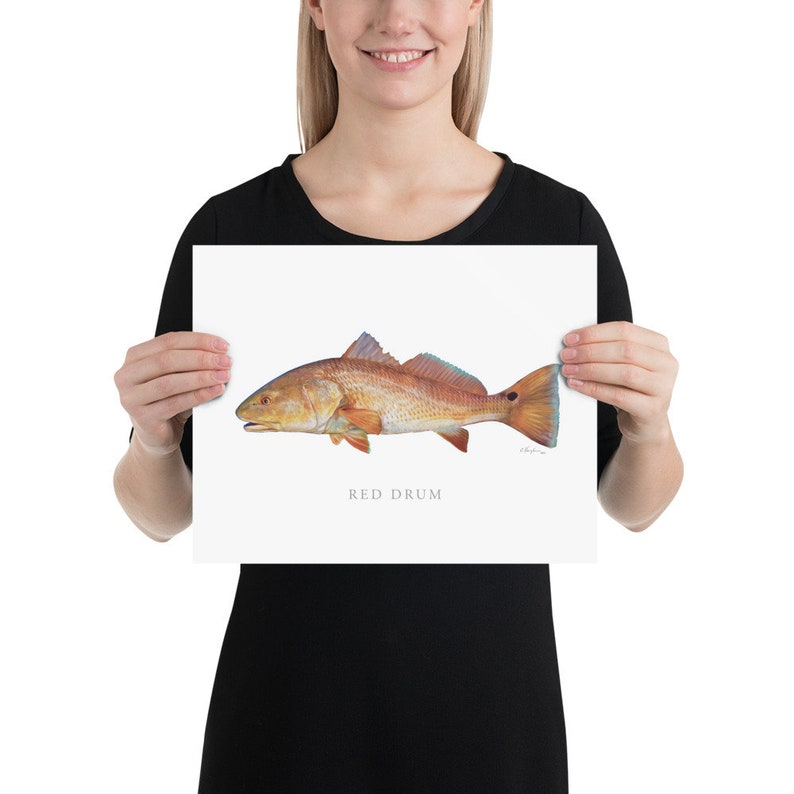 Red Drum Print, Redfish, Florida Art, Coastal Art, Fine Art Print, Fish ...