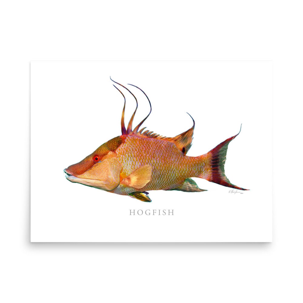 Hogfish Painting, Hogfish Print, Hogfish Poster, Florida Art, Coastal ...