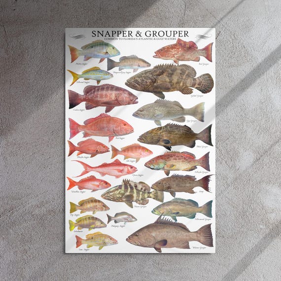 Snapper Species Chart Gulf Currents: Reeling In 2016 And Baiting The