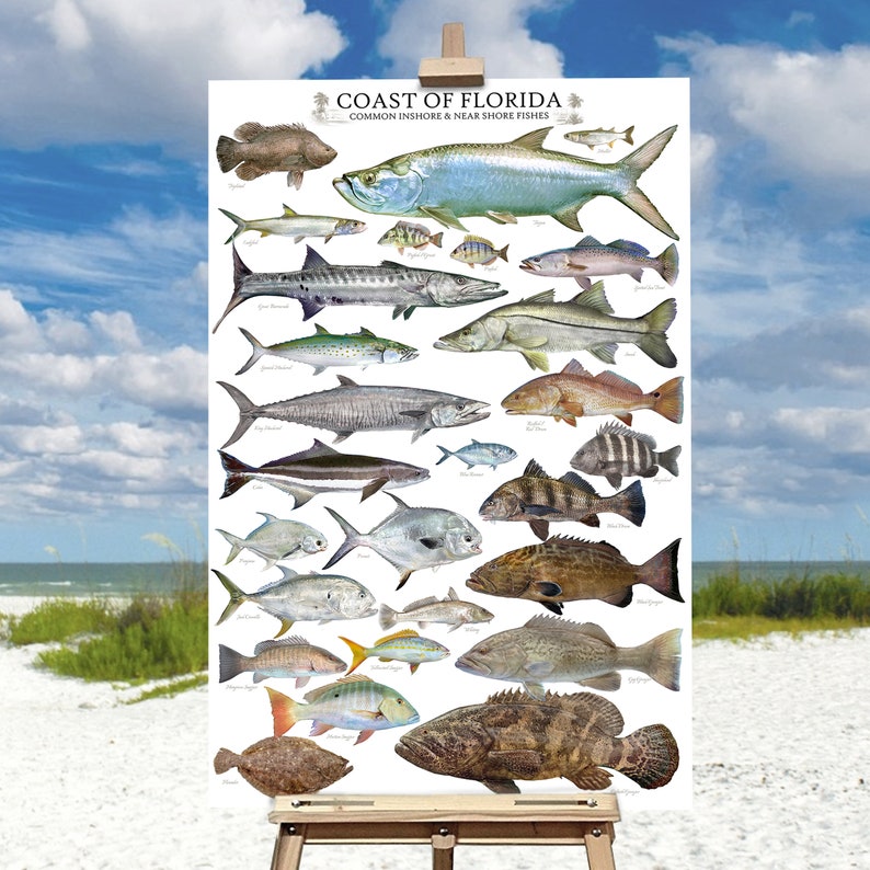 2023 Special Edition 24x36 Coast of Florida Common Inshore & Nearshore ...