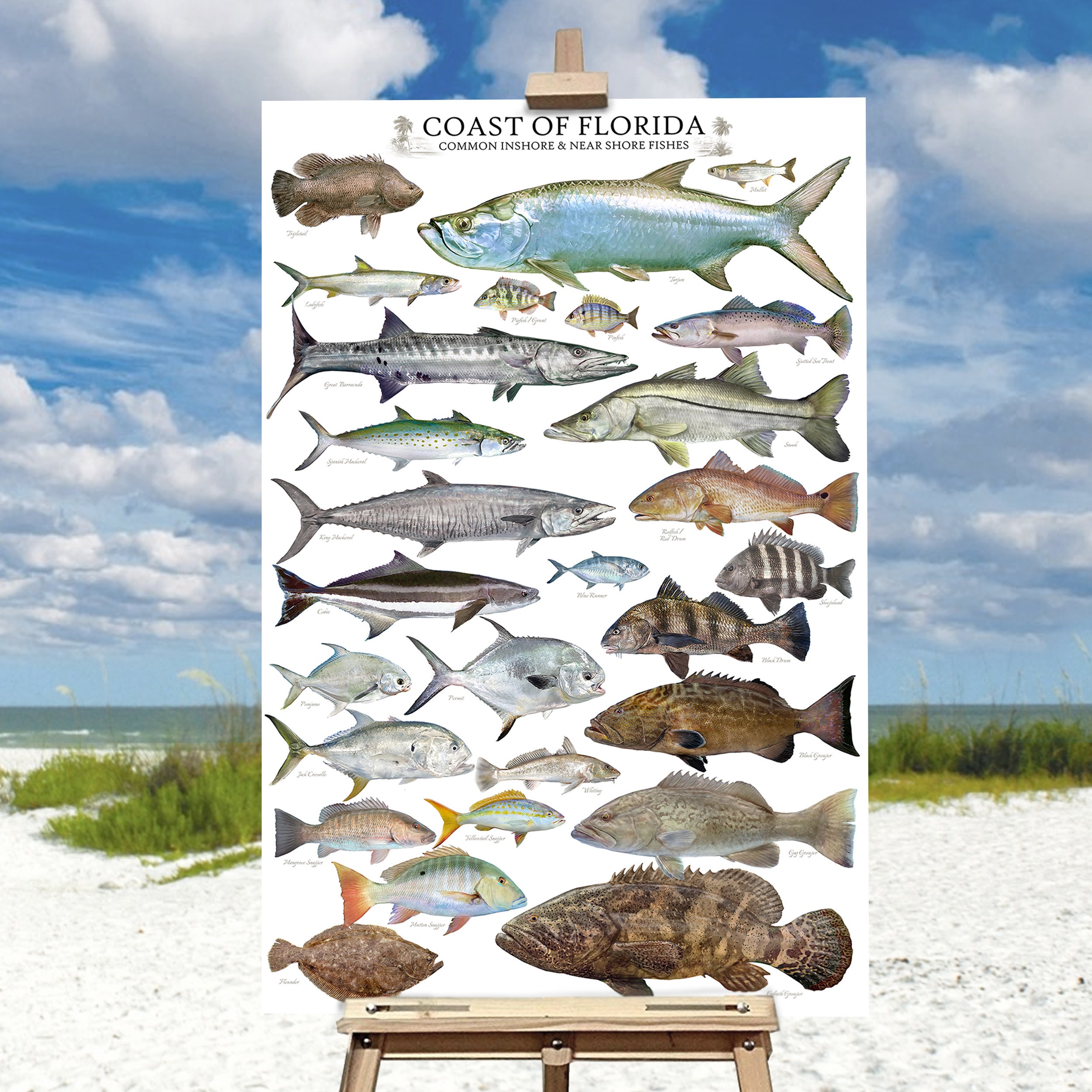 2023 Special Edition 24x36 Coast of Florida Common Inshore & Nearshore ...