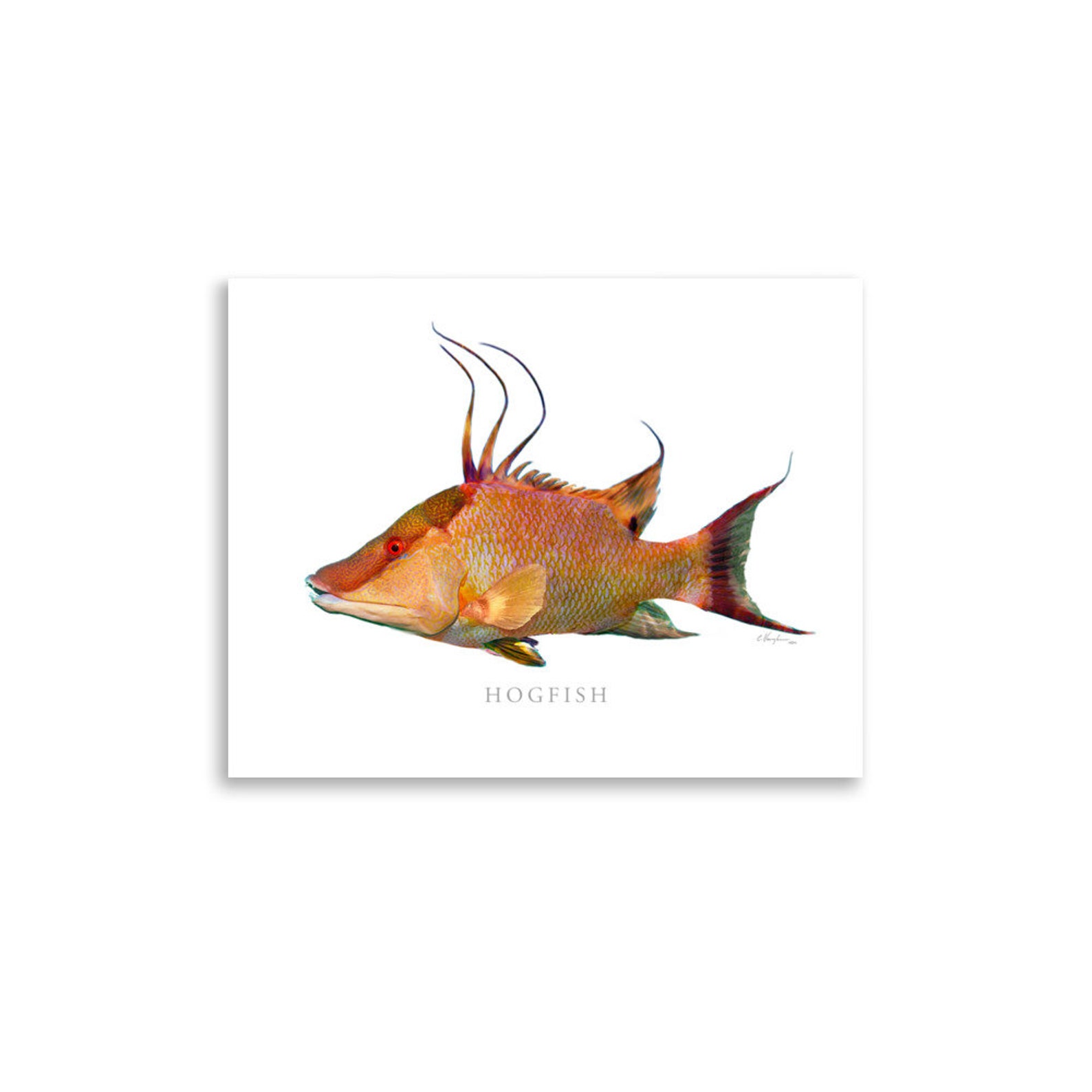 Hogfish Painting, Hogfish Print, Hogfish Poster, Florida Art, Coastal ...