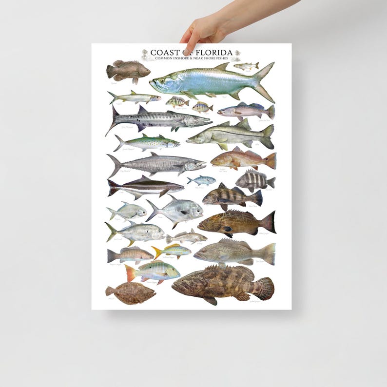 Special Edition Coast of Florida Common Inshore & Nearshore Fishes ...